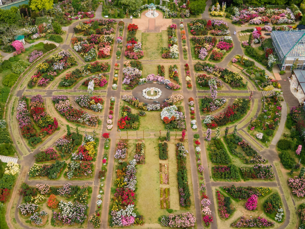 京成バラ園の魅力を徹底解説！開花時期やアクセス情報も紹介しています｜特集｜千葉県公式観光サイト ちば観光ナビ