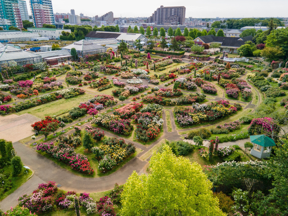 京成バラ園の魅力を徹底解説！開花時期やアクセス情報も紹介しています｜特集｜千葉県公式観光サイト ちば観光ナビ