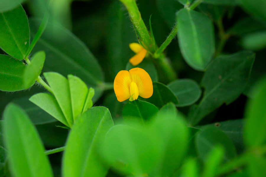 手作りピーナッツバターの専門店 YACHIMATA YOSHIKURA｜スポット・体験｜千葉県公式観光サイト ちば観光ナビ